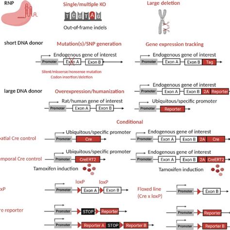 Genetically Modified Rat Models Of Human Genetic Diseases Download