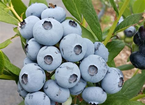 농산물 소개 베리웰 블루베리농원