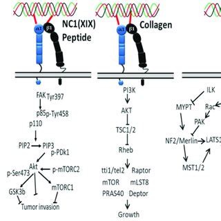 Collagen Ddr Signals In Cell Proliferation And Survival Download Scientific Diagram