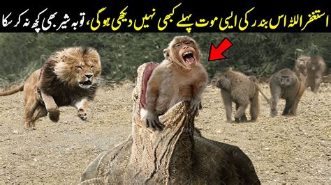 Look How Komodo Dragon Eat Monkey Alive Planet Earth Youtube