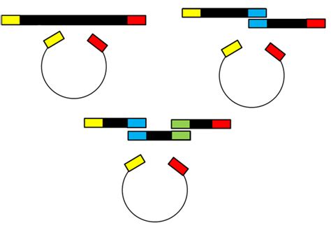 In Fusion Cloning Efficient Single And Multiple Insert Cloning