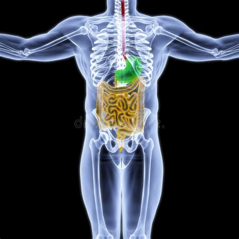 Human Entrails Stock Illustration Illustration Of Guts 13462355