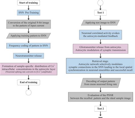 algorithm of the analogous memory formation in the proposed