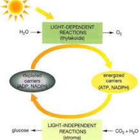 Light Dependent Reactions Flow Chart Light Dependent Reaction