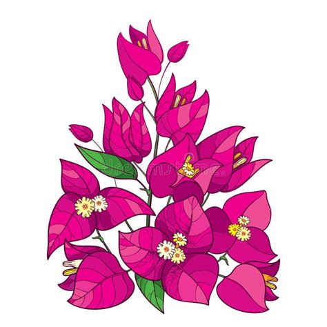 传染媒介概述九重葛或buganvilla与芽的花束在白色背景和绿色叶子隔绝的桃红色 向量例证 插画 包括有 植物群 设计 147633741