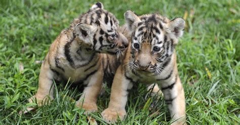Weeks After Tigress Avni Was Brutally Shot Dead Her Cubs Lured With