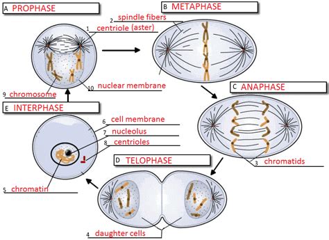 Prophase Diagram Labeled