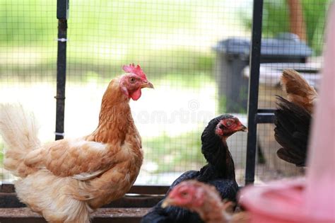 Rhode Island Red Chicken Stock Image Image Of Poultry 325796387