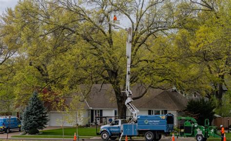 Tree Support Systems Cabling And Bracing Arbor Masters