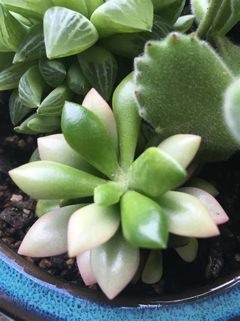 Are These Little Fuzzies Safe For My Plant R Succulents