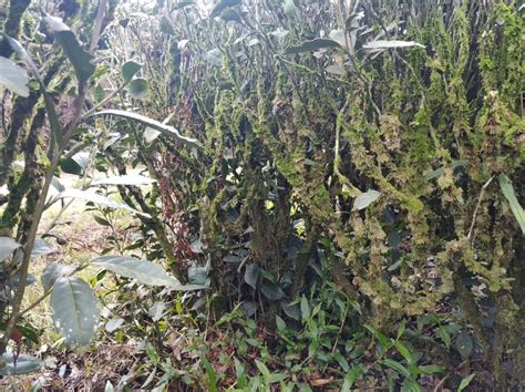 百年奇种 欧南茶厂 口碑相传