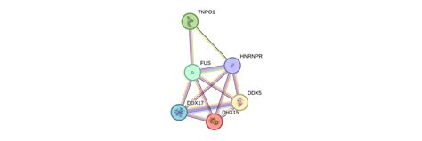 Fus Gene Genecards Fus Protein Fus Antibody