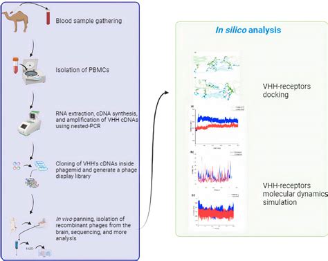 Frontiers Molecular Dynamics Simulation Of The Brain Isolated Single Domain Antibodynanobody