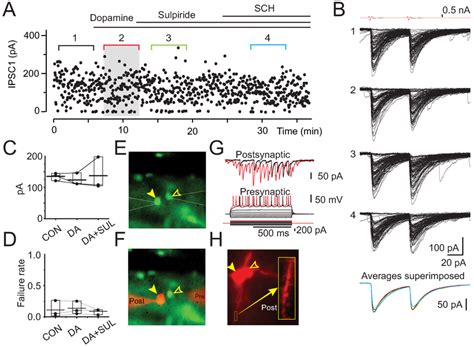 Biophysical Properties And Dopamine Modulation Of Large Amplitude