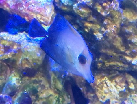 ゴマハギ 2021 08 05 WEB魚図鑑