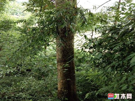 小叶桢楠树 图库 五毛网
