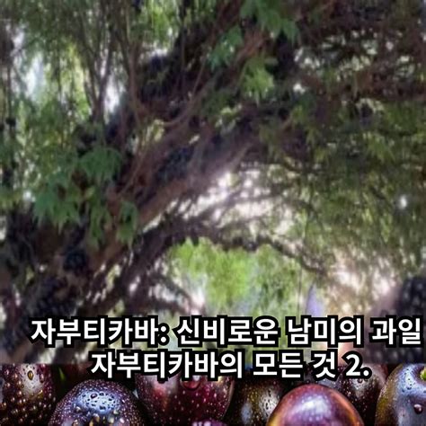 자부티카바 신비로운 남미의 과일 자부티카바의 모든 것 2