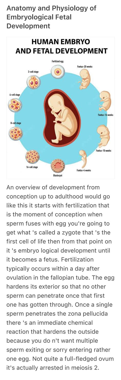 Solution Anatomy And Physiology Of Embryological Fetal Development