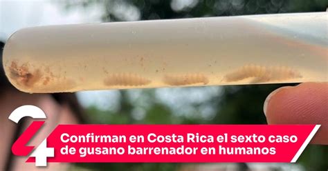 Confirman En Costa Rica El Sexto Caso De Gusano Barrenador En Humanos