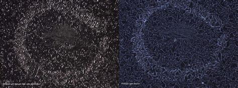 Prelude Ii Light Source Meyer Instruments