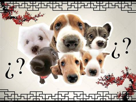 Nombres Chinos Para Perro Únicos Significativos Y Cortos