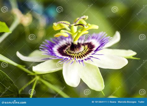 Passion Flower Passiflora Incarnata Stock Image Image Of Incarnata
