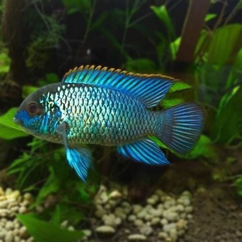 Blue Acara Care Guide