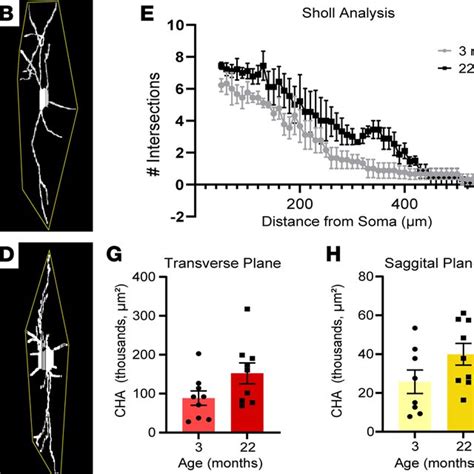 The Dendritic Arbor Does Not Degenerate In Aged Mice A And C