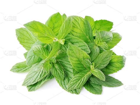 薄荷叶孤立在白色背景。