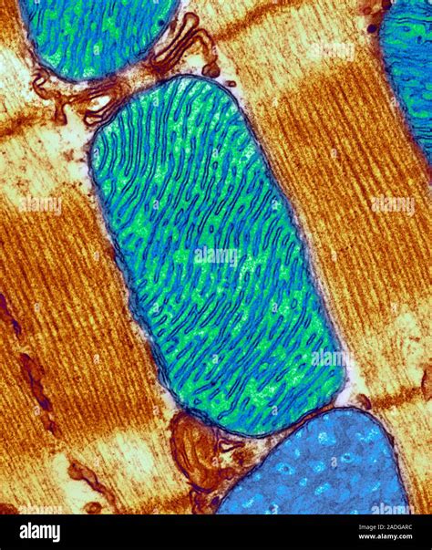 Mitochondrion Coloured Transmission Electron Micrograph Tem Of Mitochondria Blue Green In