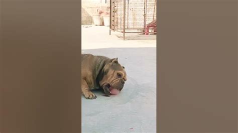 Pimpy Wants To Play 😗shorts Ytshort Trendingshorts Viralshort