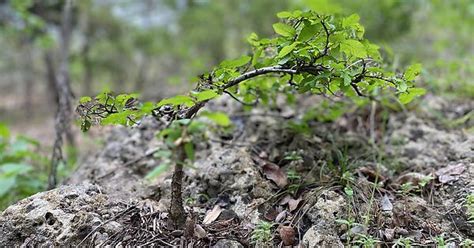 Bonsai Album On Imgur
