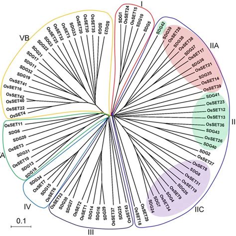 Phylogenetic Analysis Of Arabidopsis And Rice Set Download