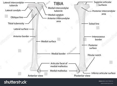 Tibia Anterior Posterior View Human Anatomy Stock Illustration