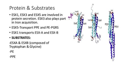 Type Vii Secretion System
