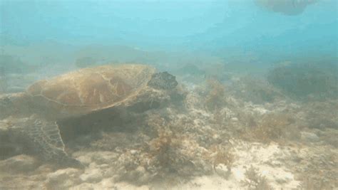 보홀여행 6 발리카삭 릴라고래상어 호핑투어 Feat 보홀로드 네이버 블로그