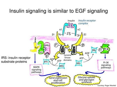 PPT Lecture 23 Signal Transduction 2 PowerPoint Presentation Free