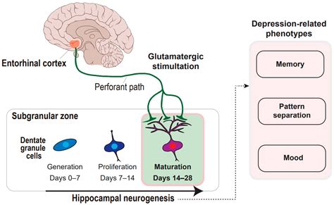 Neural Circuitry Neurogenesis Coupling Model Of Depression