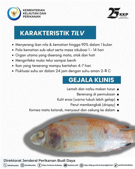 Direktorat Jenderal Perikanan Budi Daya Kkp Kementerian Kelautan