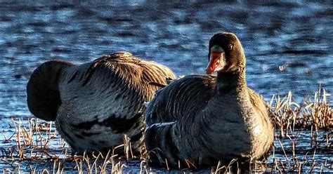 Geese Album On Imgur