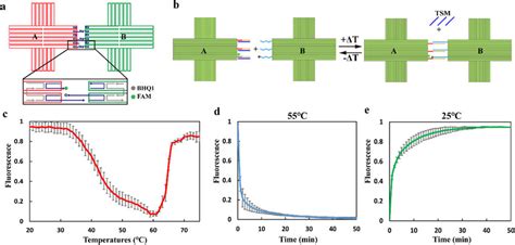 Investigation Of The Dynamic Process Of Assembly And Disassembly Of The