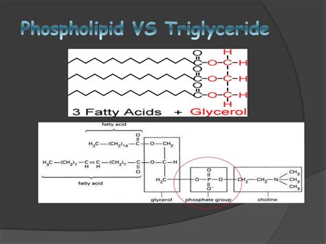 Ppt Lipids Powerpoint Presentation Free Download Id 3056716