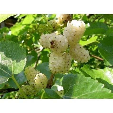 100 Sementes De Amora Branca Para Mudas Loja De Taverde