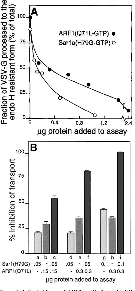 Figure 1 From Sequential Coupling Between Copii And Copi Vesicle Coats