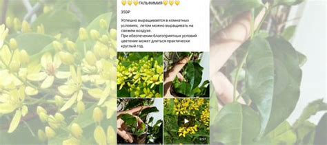 Комнатные растения купить в Ижевске | Товары для дома и дачи | Авито