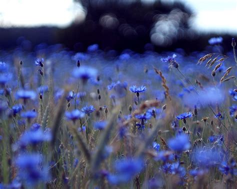 Трава с голубыми цветами 67 фото