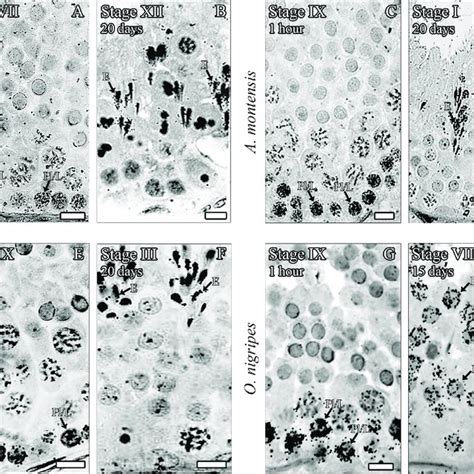 Different Stages Of The Seminiferous Epithelium Cycle Characterized
