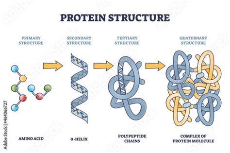 Quaternary Structure Of Dna