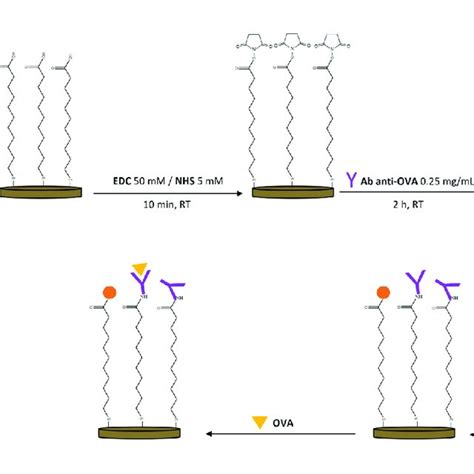 Schematic Diagram Of The Immunosensor Fabrication Gold Thin Film