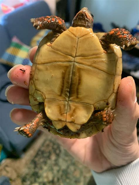 Is This Shell Rot R Tortoise